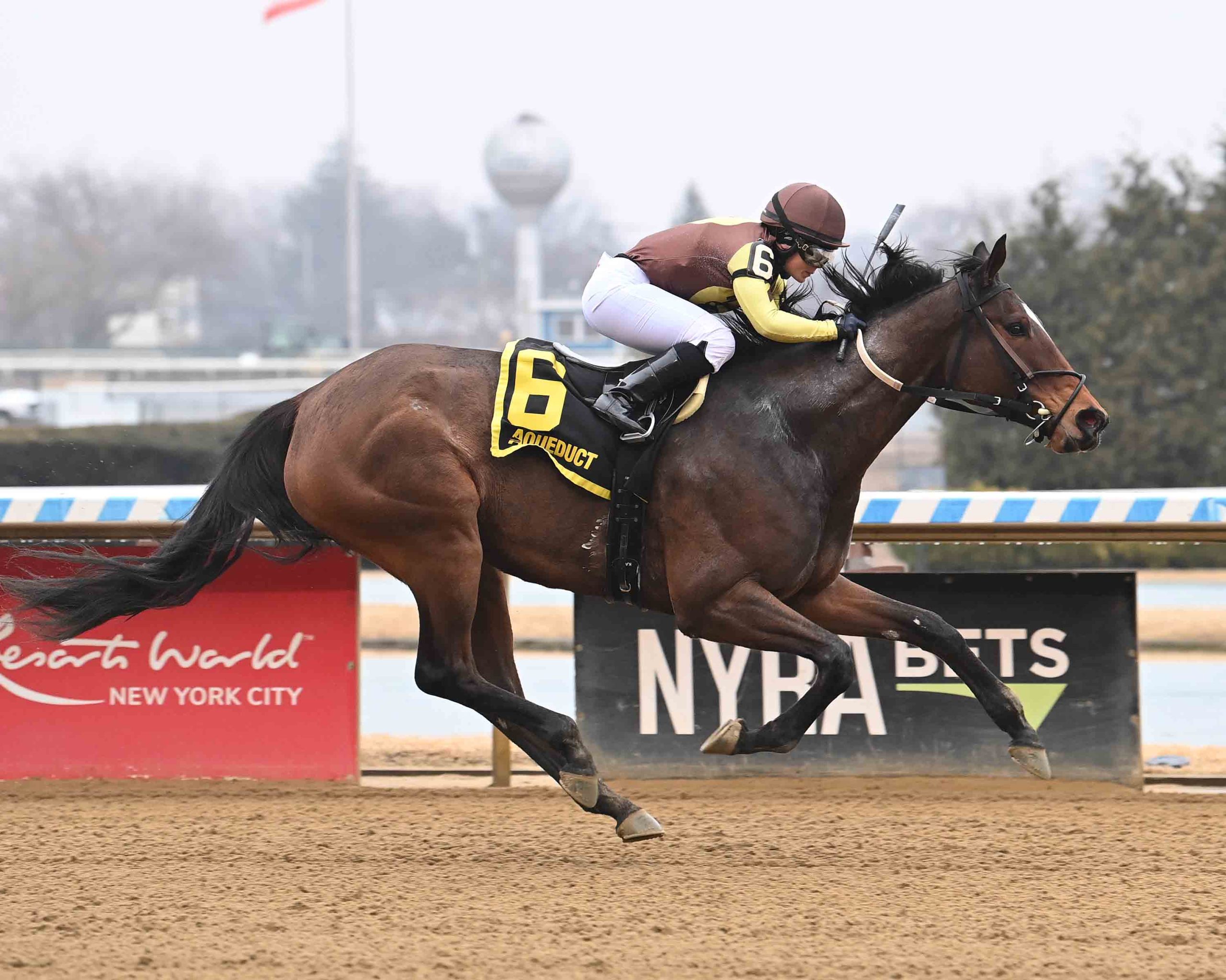 New York-Breds at the Races | New York State Thoroughbred Breeding ...