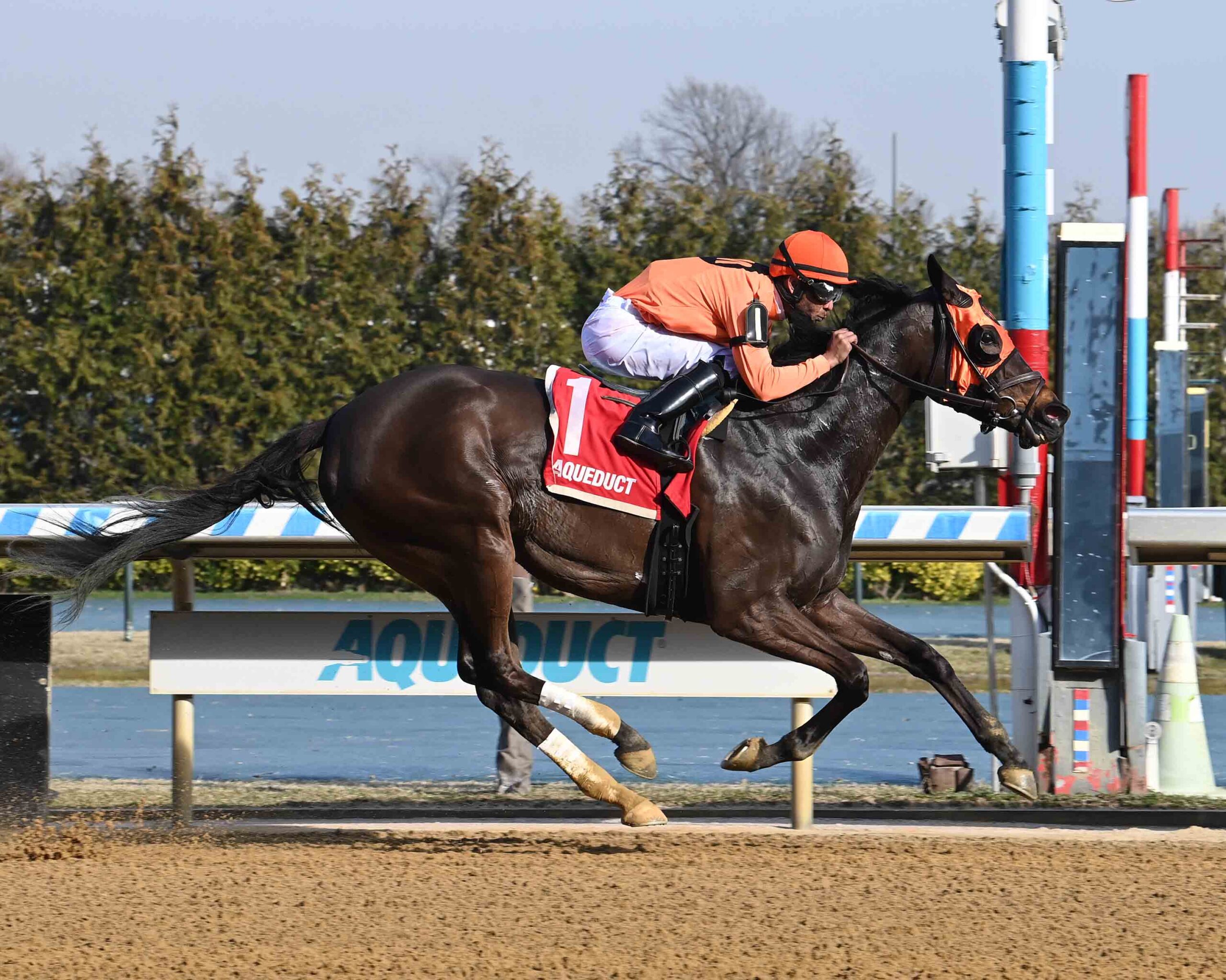 New York-Breds at the Races | New York State Thoroughbred Breeding ...