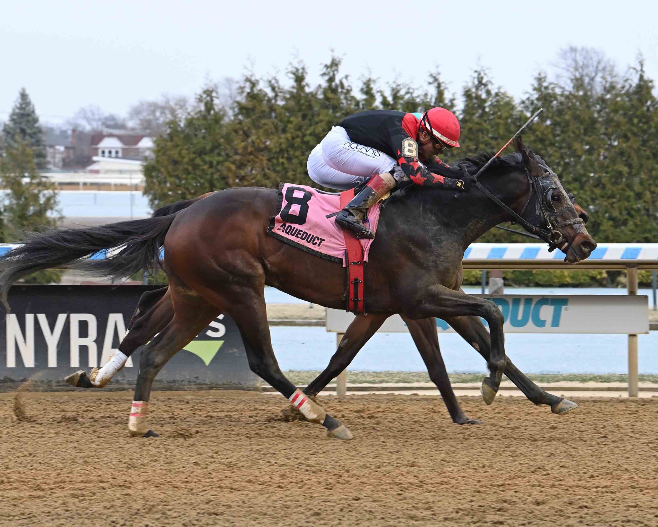 New York-Breds at the Races | New York State Thoroughbred Breeding ...