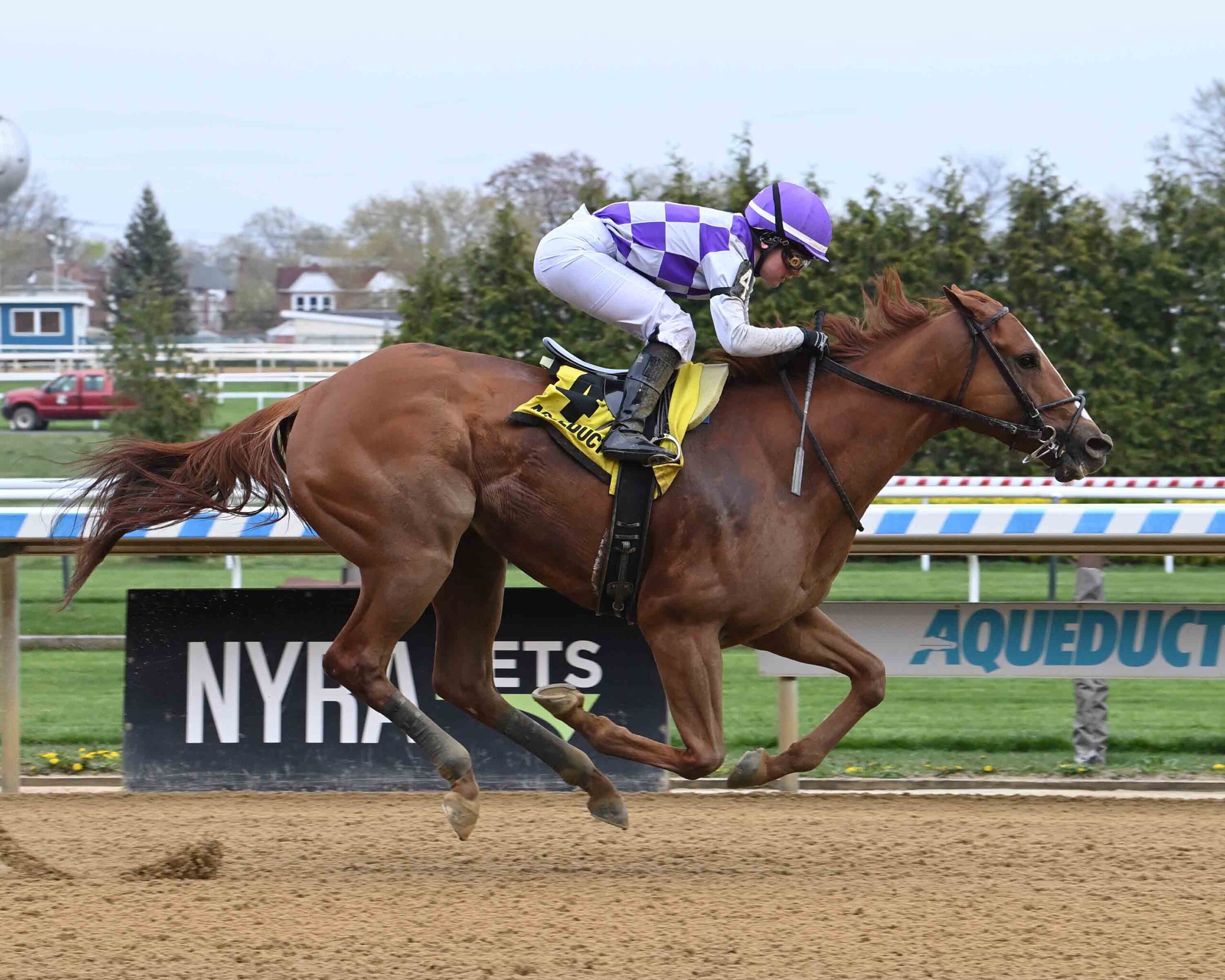 New York-Breds at the Races | New York State Thoroughbred Breeding ...